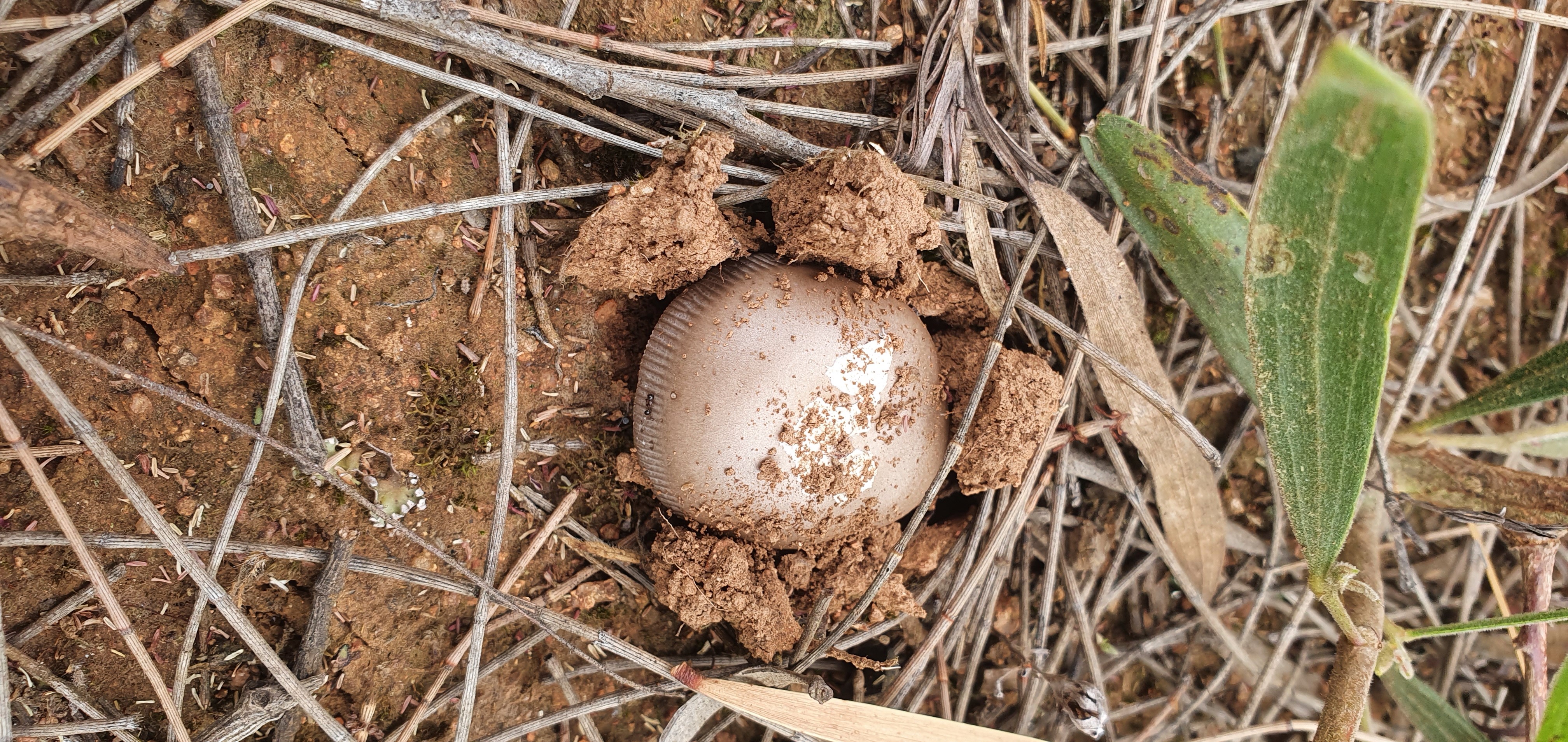 Looking At Landcare (27/10/2022) – NPA Lachlan Valley Walks Scheduled ...